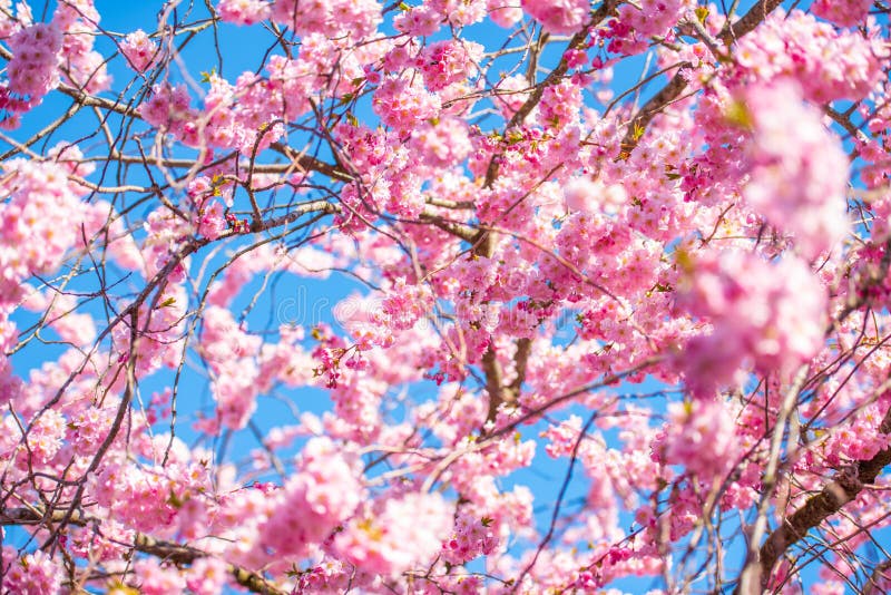 Beautiful Cherry Blossom on a Sunny Spring Day Stock Image - Image of ...