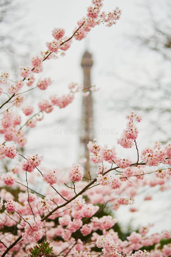 Beautiful Cherry Blossom Tree and the Eiffel Tower Stock Photo - Image ... Beautiful Cherry Blossom Tree and the Eiffel Tower Stock Photo - Image ...