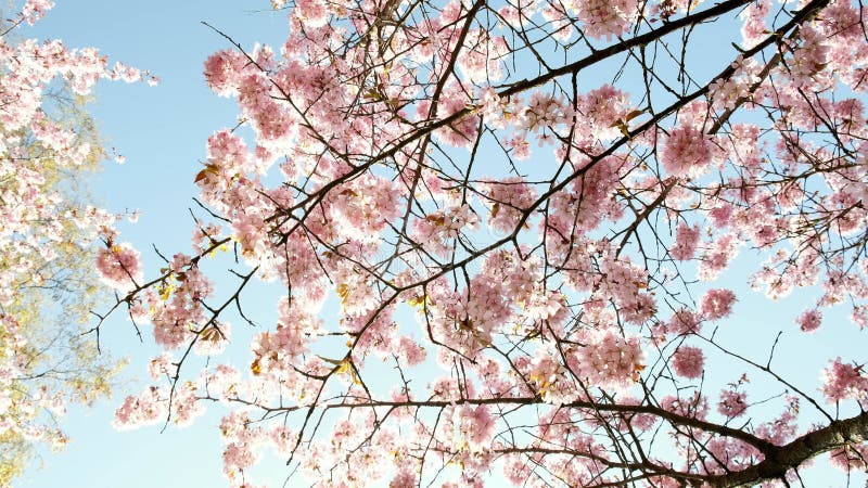 Beautiful Cherry Blossom Tree in the Sunlight with Blue Sky. Spring ...