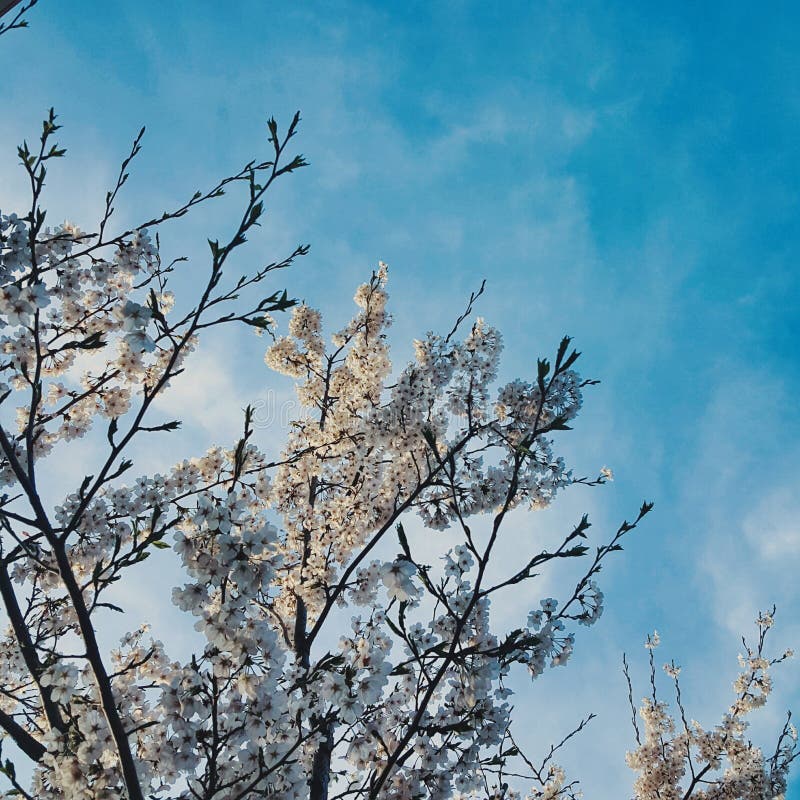 A Beautiful Cherry Blossom Tree Under the Blue Sky Stock Image - Image ...