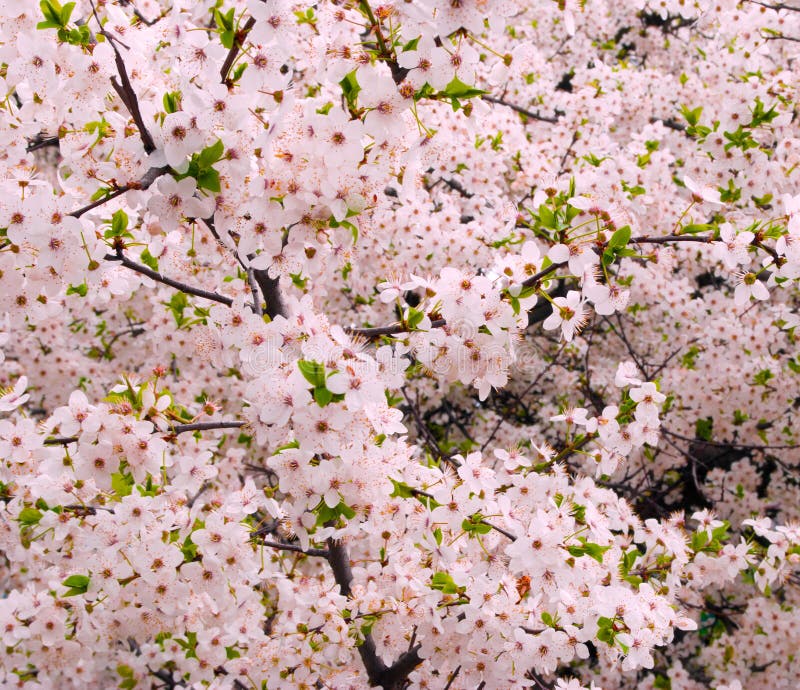 Beautiful cherry blossoms stock image. Image of bloom - 23660927