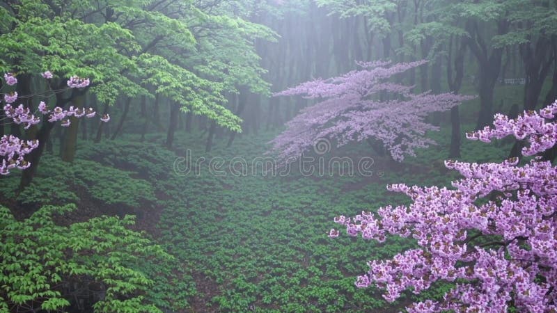 Beautiful Cherry Blossoms in a Forest with Light Rain and Fog ...