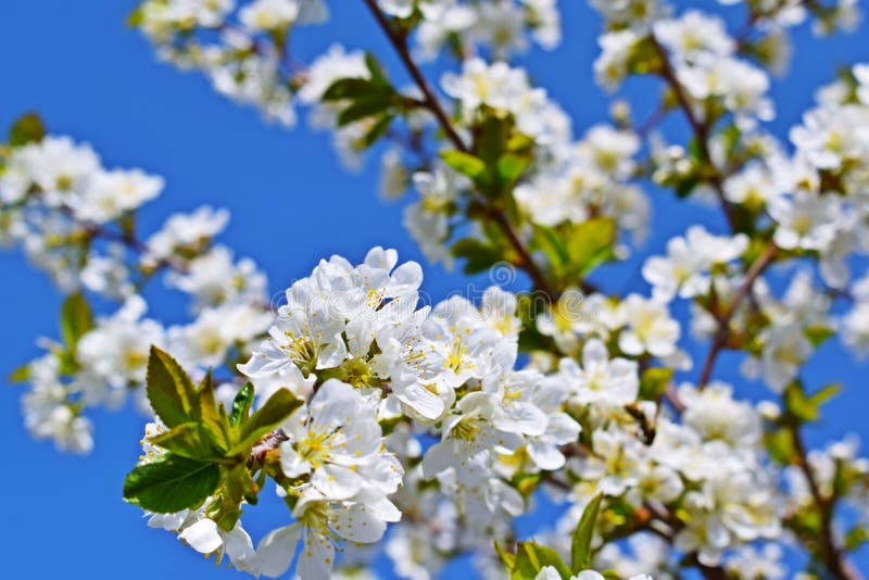 Beautiful cherry blossoms. stock image. Image of nature - 147844053