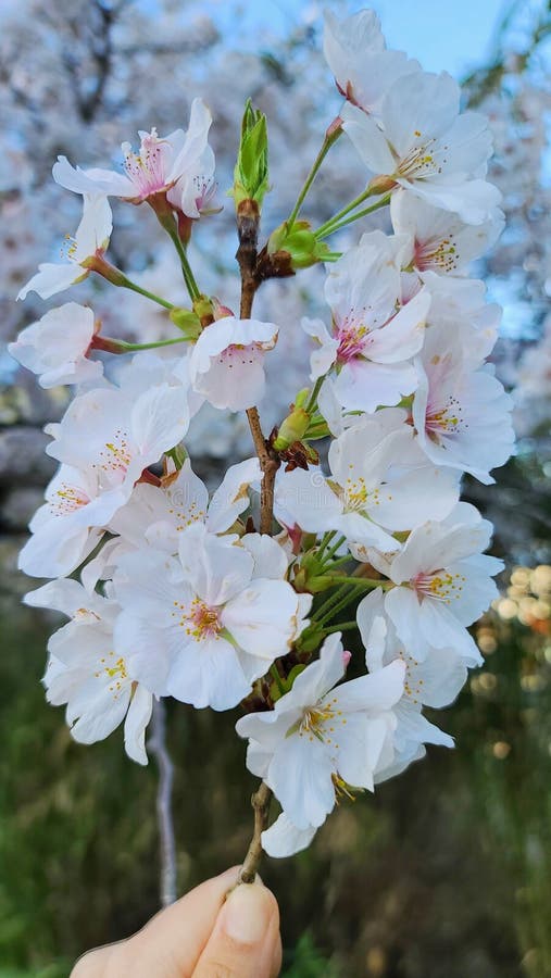 Beautiful Cherry Blossoms in Japan, Taken during Spring with High Angle ...