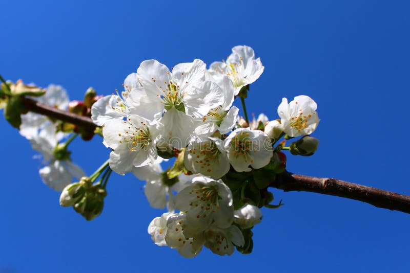 Beautiful cherry blossoms stock image. Image of natural - 136321813