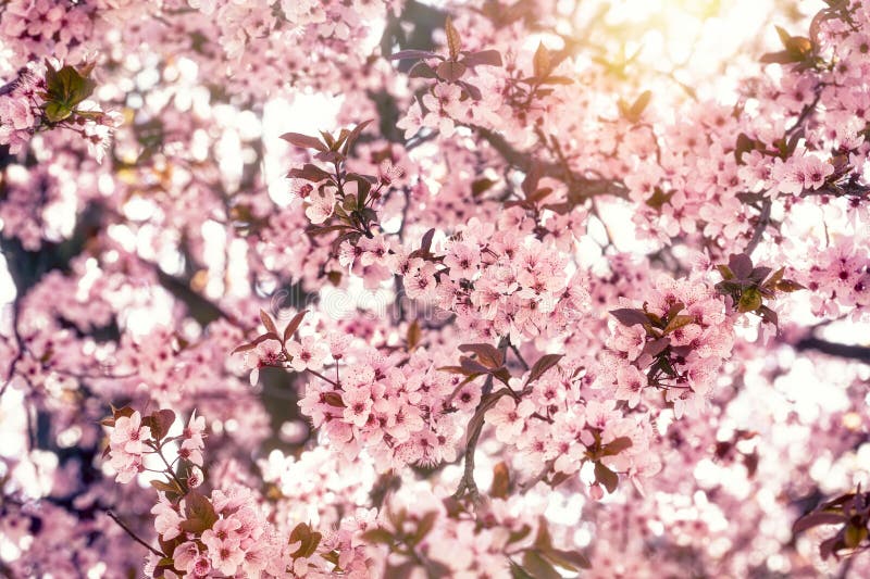 Pink Blossom of Sakura Tree on Sunny Blue Sky in Spring. Copy Space ...