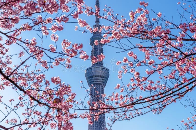 Beautiful Cherry Blossoms and Tokyo Sky Tree in Spring at Tokyo, Japan ...