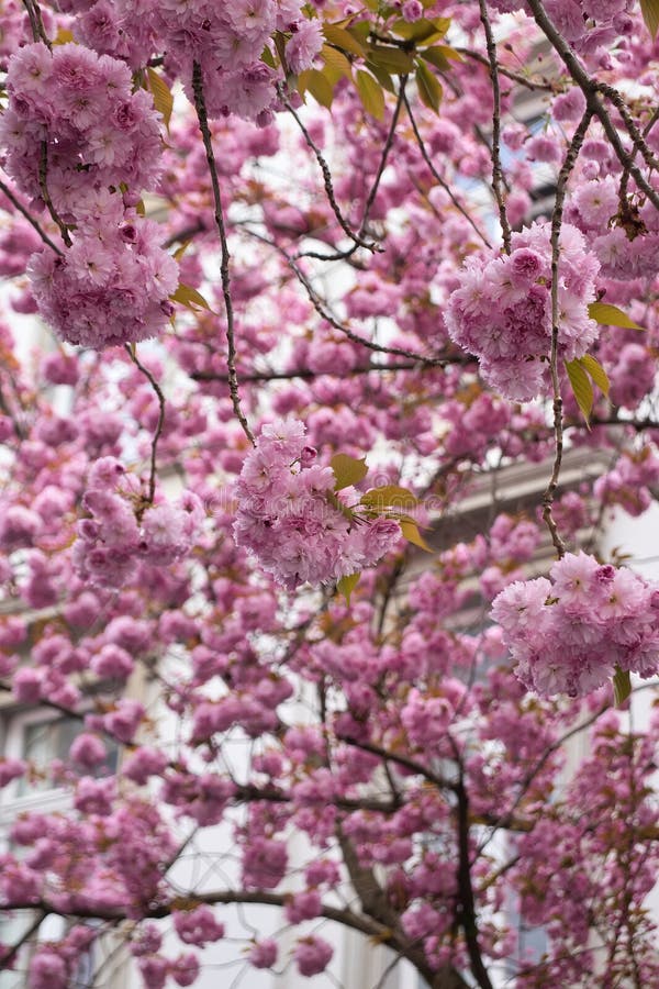 Beautiful Cherry Blossoms in a Tree in Bonn Stock Photo - Image of ...