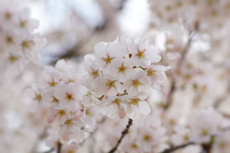 Beautiful Cherry Blossoms Trees Blooming in Spring at the Farm Fields ...