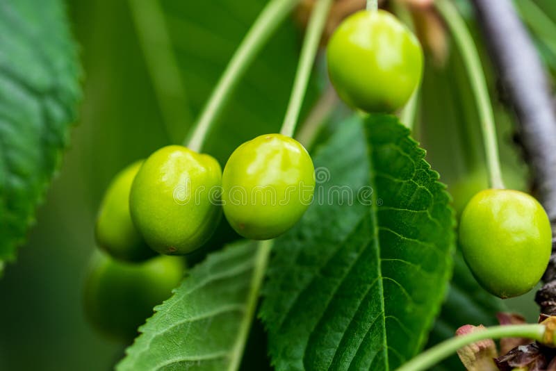 Beautiful Cherry Green, Not yet Ripe with Green Leaves Stock Image ...
