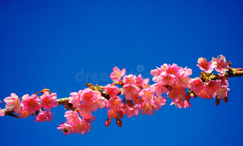 Beautiful Cherry or Sakura Blossom on Blue Sky. Stock Photo - Image of ...