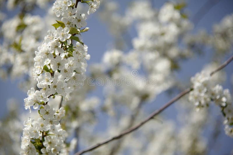 Beautiful Cherry Tree Blossom Growing in Spring 2 Stock Photo - Image ...