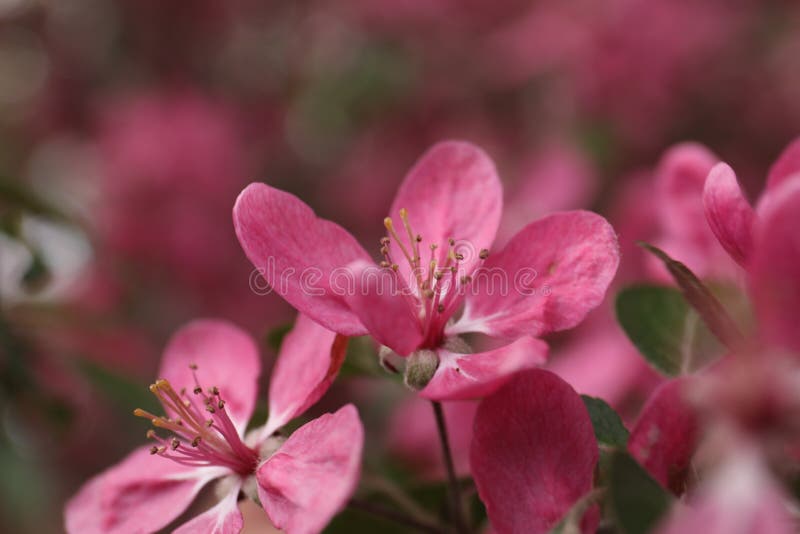 Beautiful Cherry Tree with Pink Blossoms Outdoors, Closeup. Spring ...