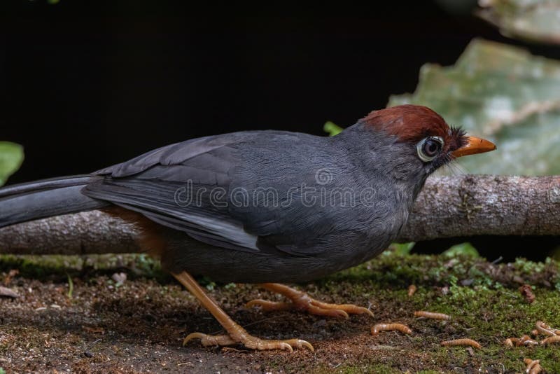Beautiful Chestnut-capped Laughingthrush Bird in Nature Stock Photo ...