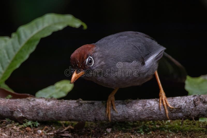 Beautiful Chestnut-capped Laughingthrush Bird in Nature Stock Image ...