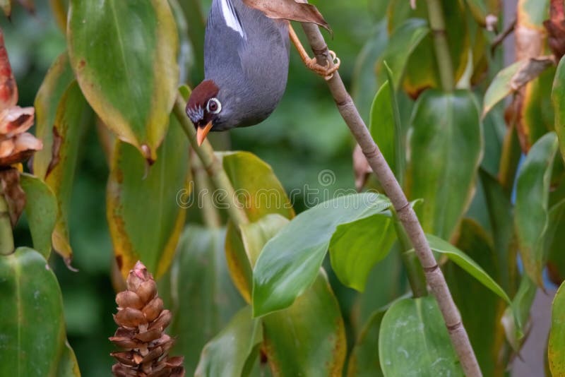 Beautiful Chestnut-capped Laughingthrush Bird in Nature Stock Photo ...