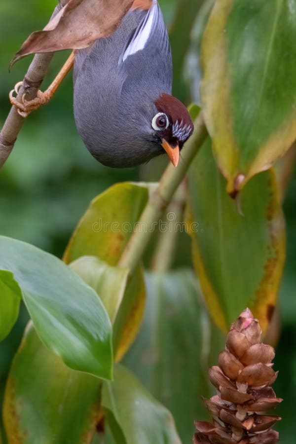 Beautiful Chestnut-capped Laughingthrush Bird in Nature Stock Image ...