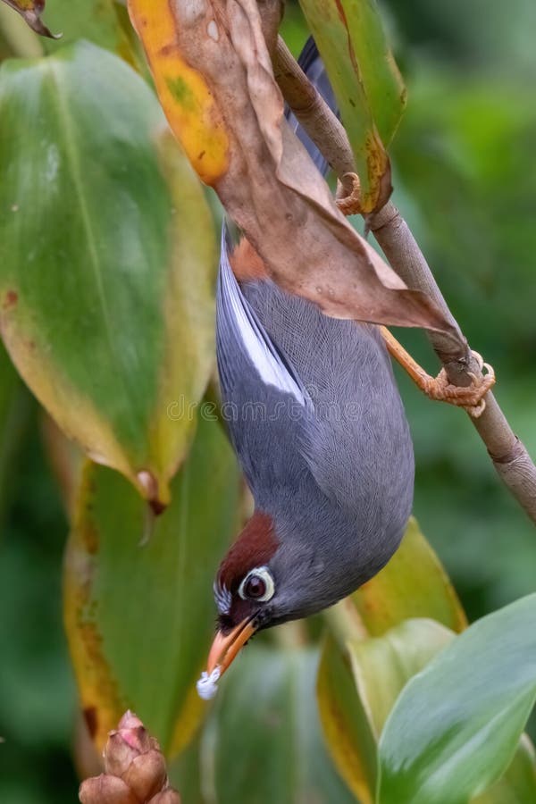 Beautiful Chestnut-capped Laughingthrush Bird in Nature Stock Photo ...
