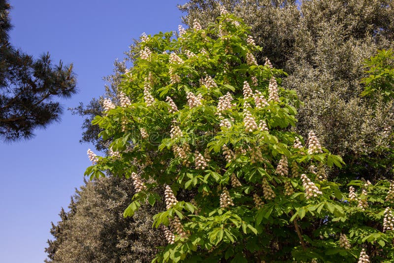 Beautiful chestnut flowers stock photo. Image of spring - 265809458