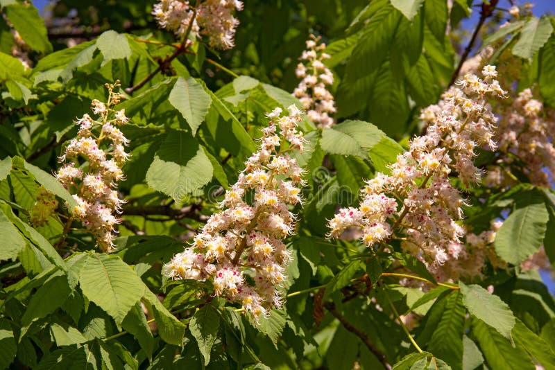 Beautiful chestnut flowers stock image. Image of outdoor - 267157733