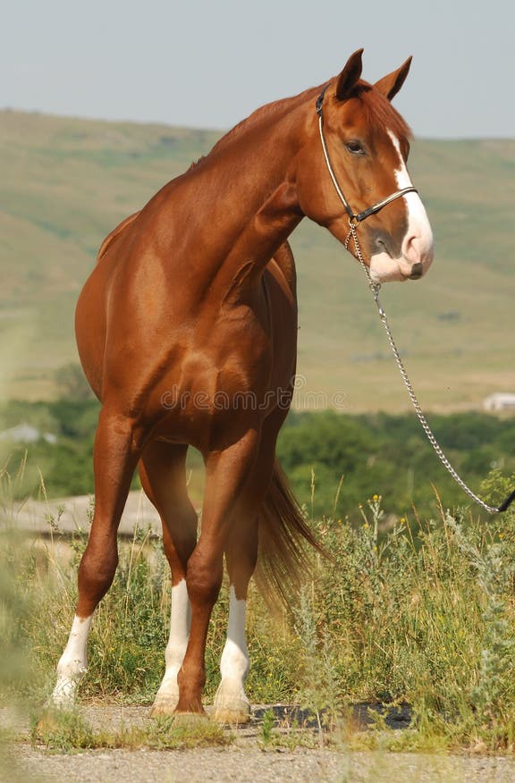 Beautiful Chestnut Gelding Standing in the Grass Stock Image - Image of ...