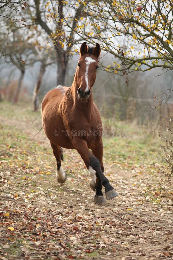 Beautiful Chestnut Horse with Blond Mane Running in Freedom Stock Photo ...