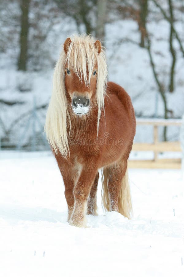Beautiful Chestnut Shetland Pony