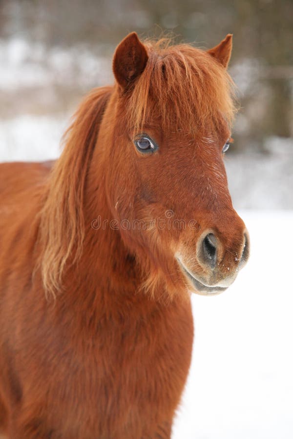 Chestnut Pony Mostly the Head Complete with Bridle Stock Image - Image ...