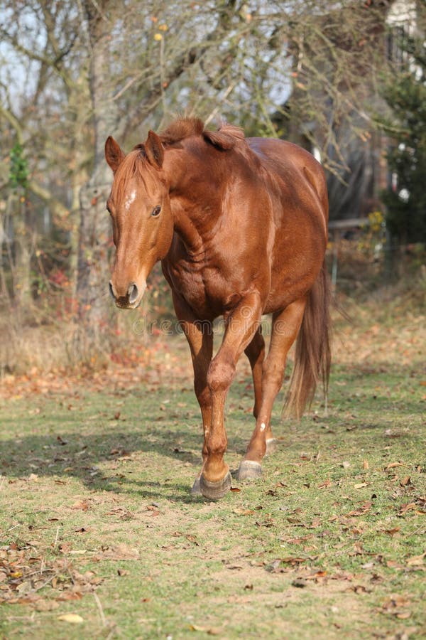 Beautiful Chestnut Horse with Blond Mane Running in Freedom Stock Photo ...