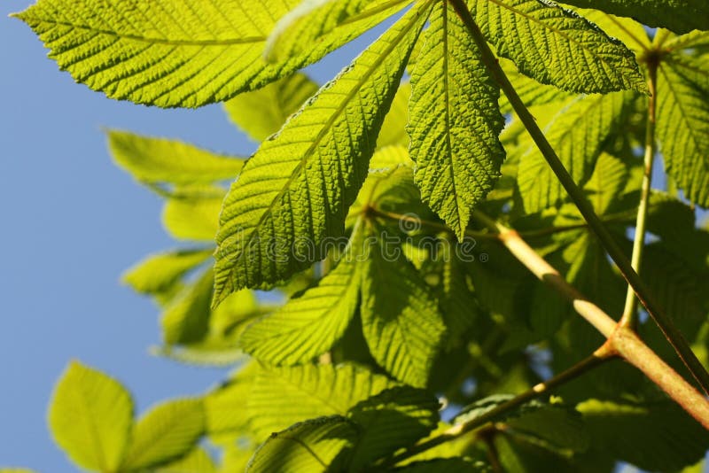 Beautiful Chestnut Tree with Bright Green Leaves Stock Image - Image of ...