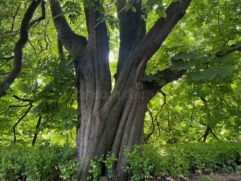 Beautiful Chestnut Tree with Lush Green Leaves Growing Outdoors Stock ...