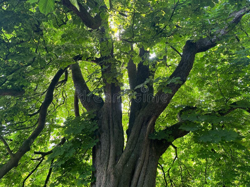 Beautiful Chestnut Tree with Lush Green Leaves Growing Outdoors Stock ...