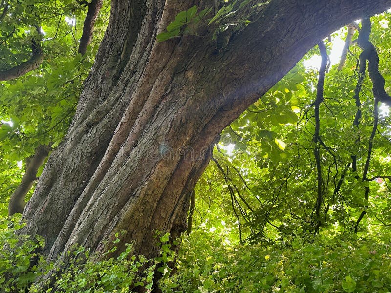 Beautiful Chestnut Tree with Lush Green Leaves Growing Outdoors Stock ...