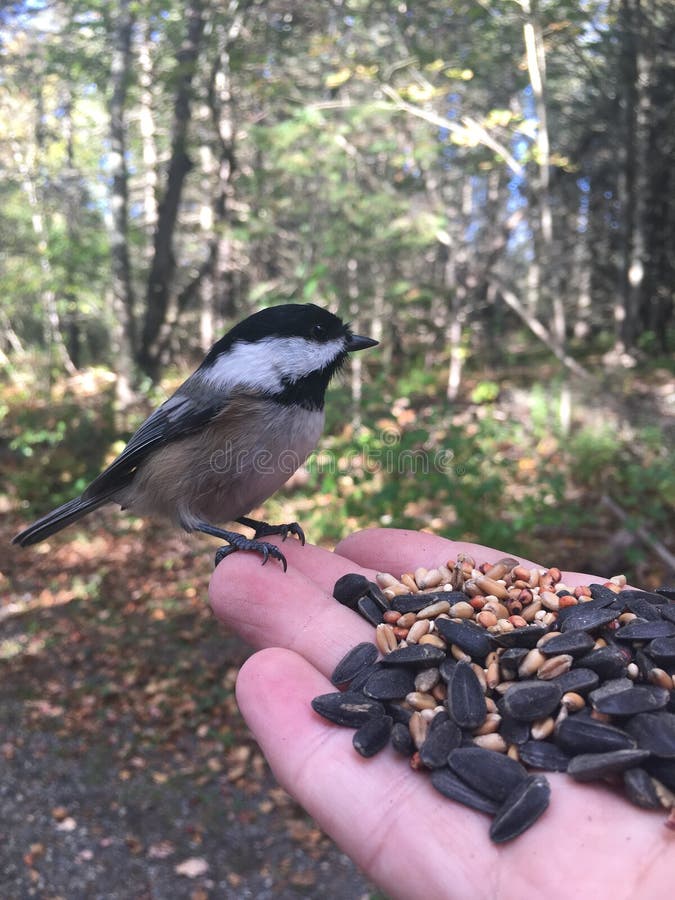Brave Chickadee stock photo. Image of leaf, finch, hand - 244251874