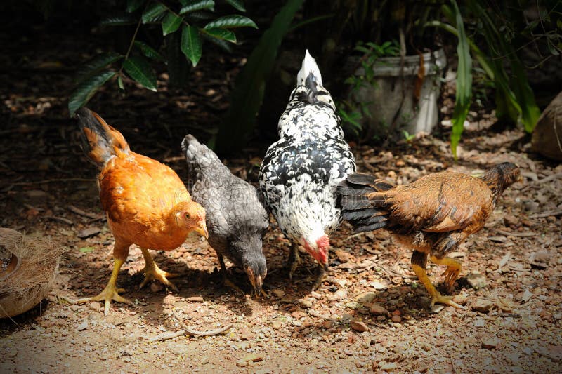 Beautiful chicken stock image. Image of feather, farming - 25710327