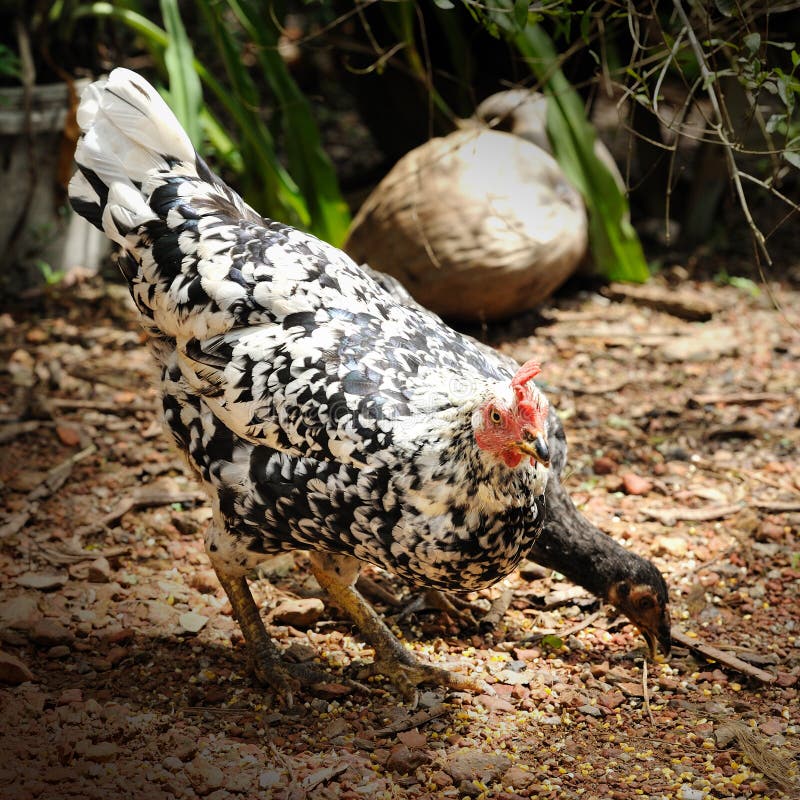 Beautiful chicken stock image. Image of feather, farming - 25710327