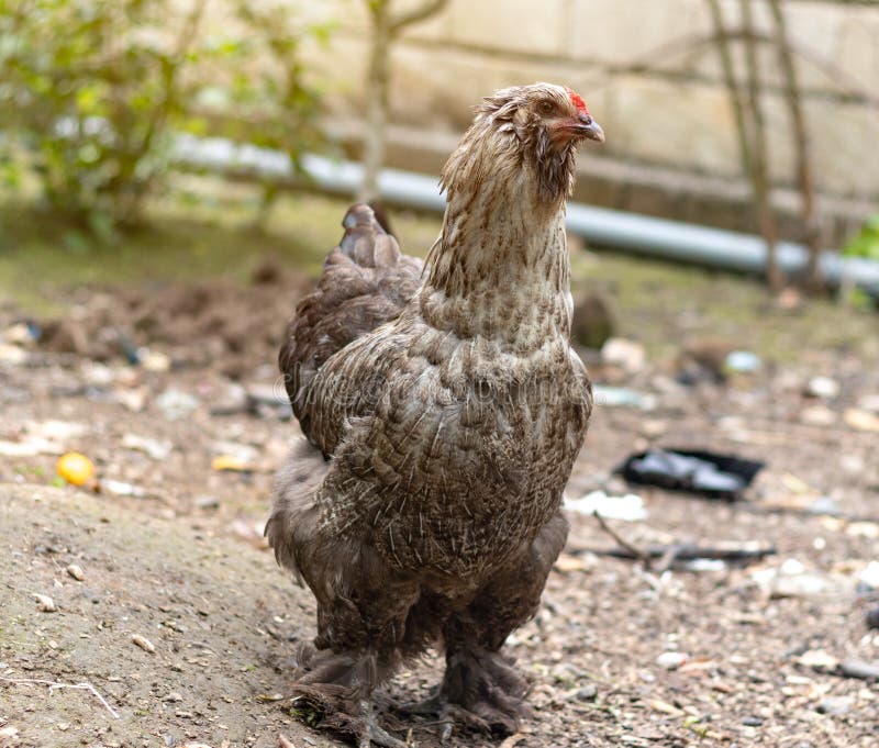 Beautiful Chicken Breed. Walking in the Garden in the Soft Rays of ...