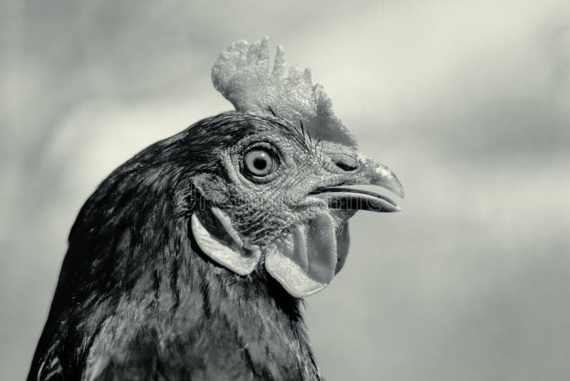 Beautiful Chicken, Close-up, Black and White Concept of Poultry. the ... Beautiful Chicken, Close-up, Black and White Concept of Poultry. the ...