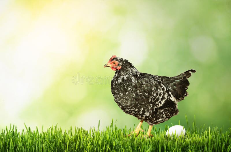 Beautiful Chicken and Egg on Grass Stock Photo - Image of eggs ...