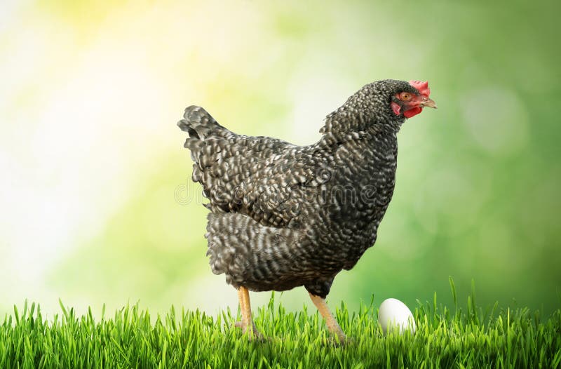 Beautiful Chicken and Egg on Grass Stock Photo - Image of livestock ...