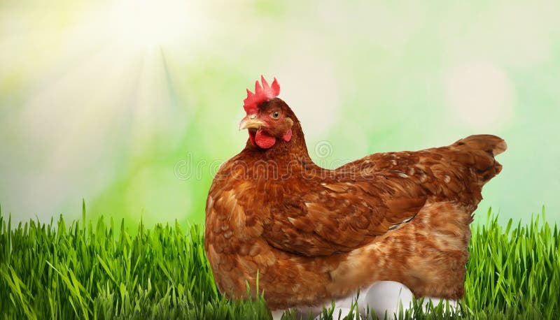 Beautiful Chicken and Eggs on Grass Stock Image - Image of green, eggs ...