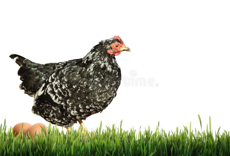 Beautiful Chicken and Eggs on Green Grass Against Background Stock ...