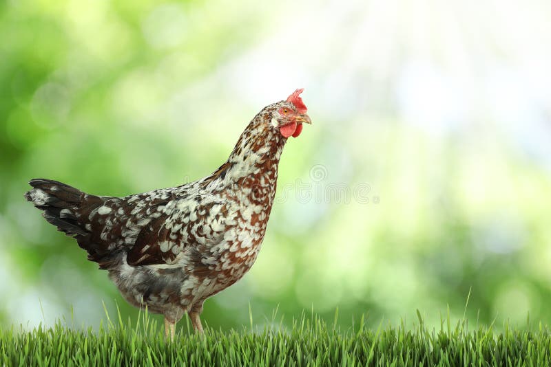 Chicken in Green Grass Outdoors. Rural Life Stock Image - Image of lawn ...