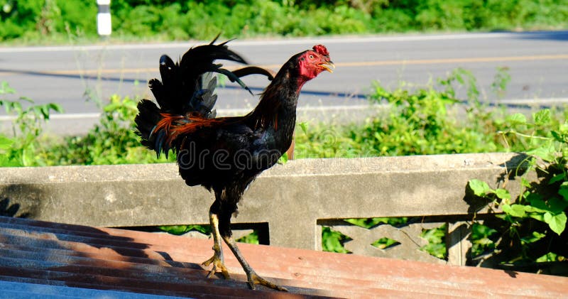 Singing Rooster stock photo. Image of plumage, wattles - 27770536