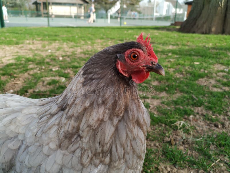 This is a Beautiful Chicken Stock Photo - Image of chicken, beautiful ...