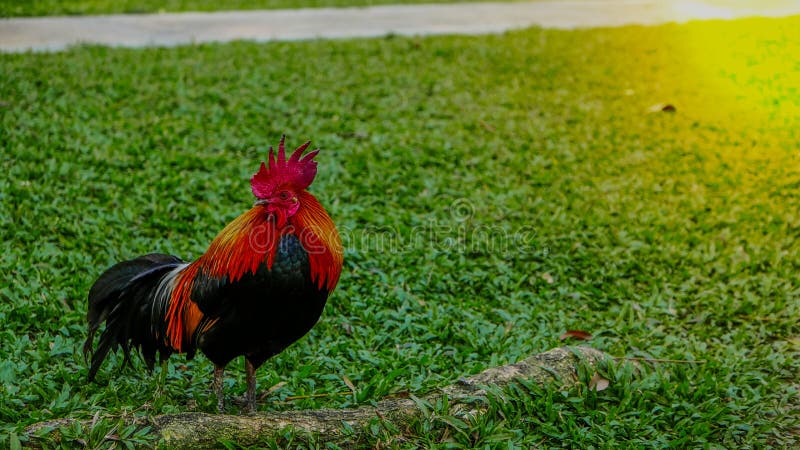 Beautiful Chicken in the Nature Garden Stock Image - Image of food ...