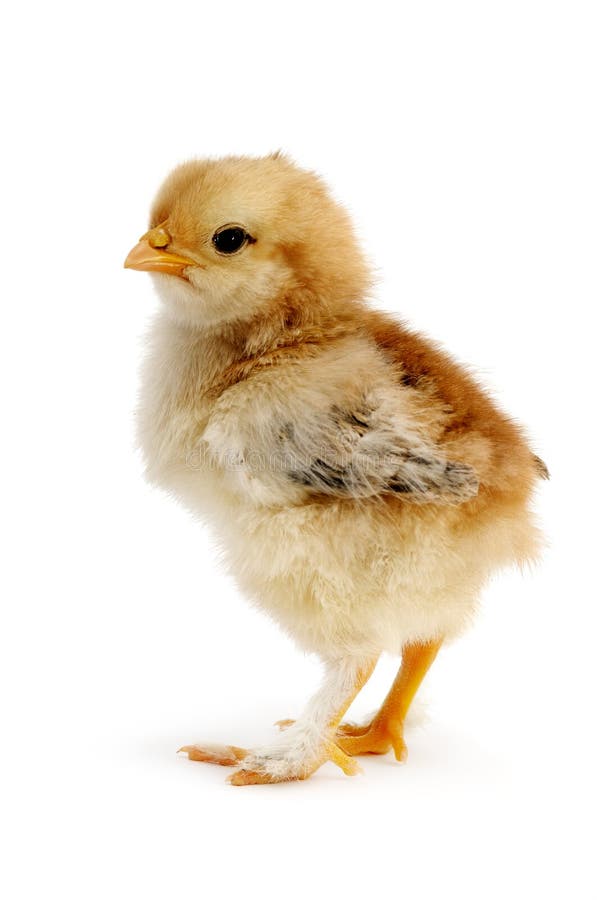 Small chicken stock image. Image of chick, baby, born - 4313249