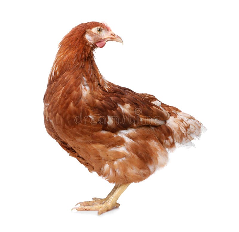 Beautiful Chicken on White Background. Domestic Animal Stock Photo ...