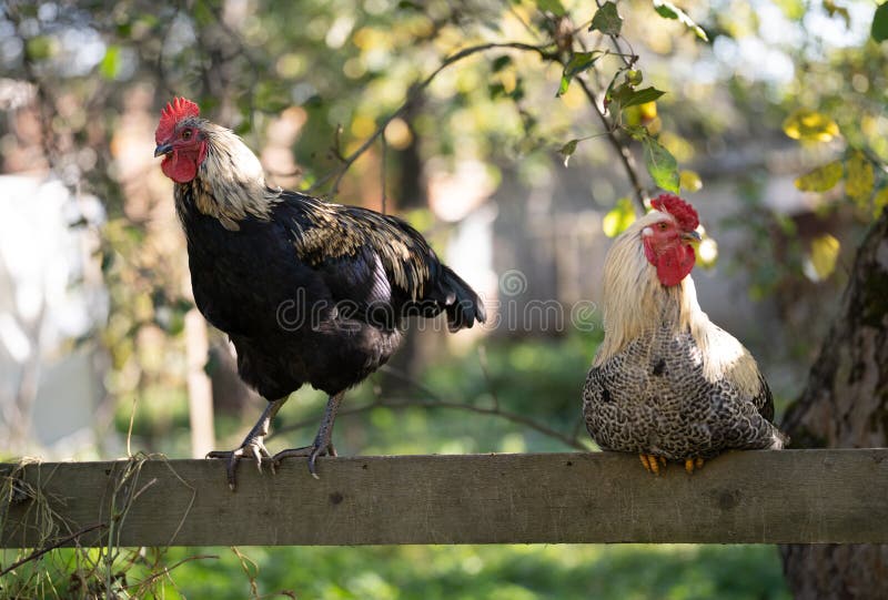 Beautiful Chickens and Roosters Outdoors in the Yard Stock Photo ...