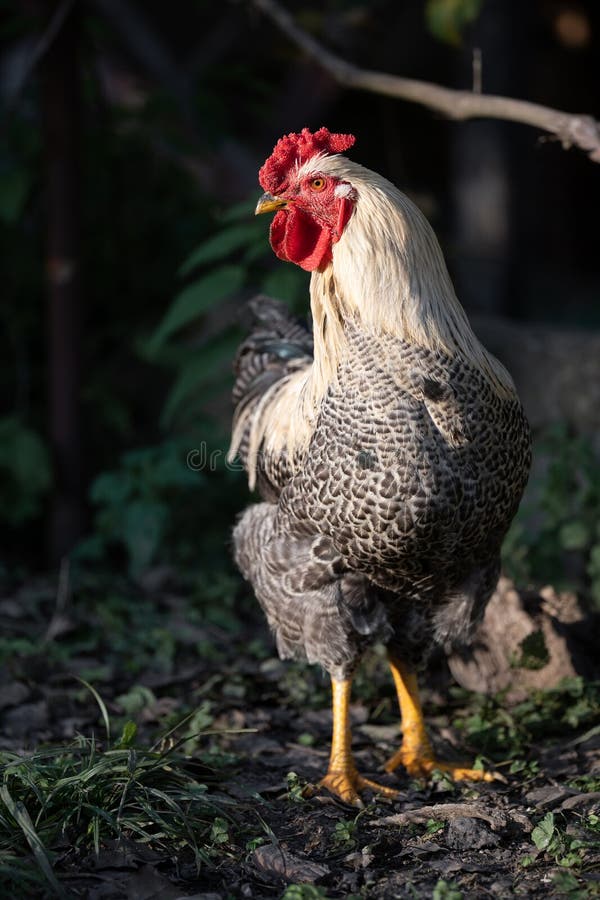 Beautiful Chickens and Roosters Outdoors in the Yard Stock Photo ...